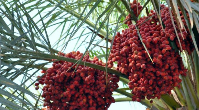 70 Koleksi Busana Peribadi RAJA PERMAISURI AGONG Dipamer Di Majlis ...