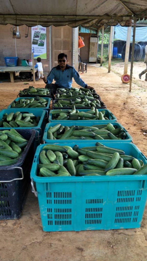 Tanam Cili, Terung & Timun Di Ladang Seluas 4 Ekar, AYU DAMIT Kini ...