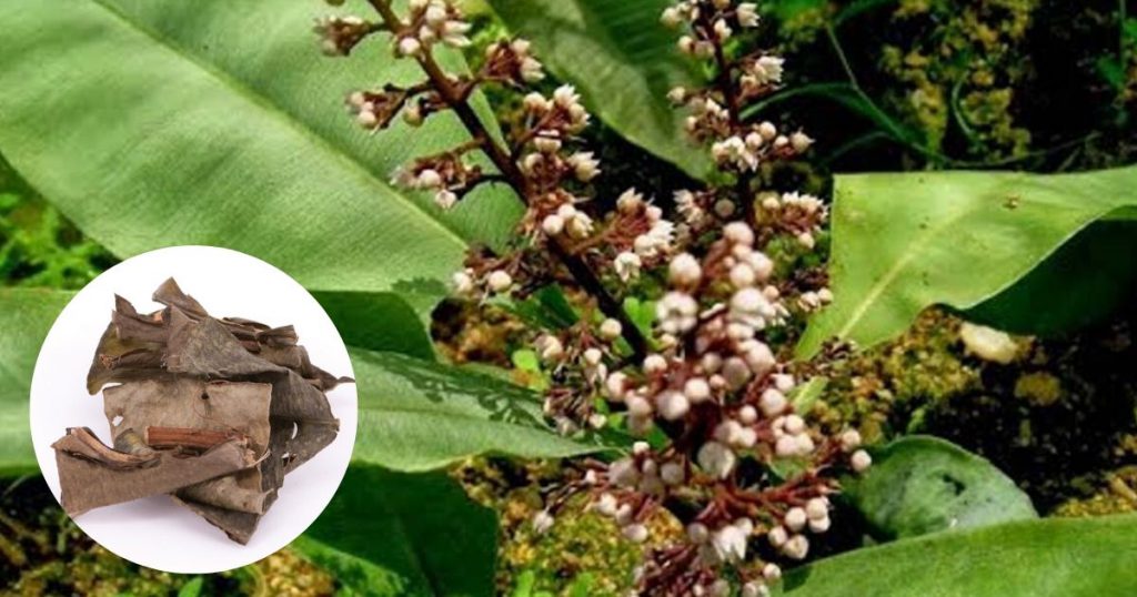 Khasiat Kacip Fatimah, Ramuan Alam Untuk Perawatan Kesihatan Dalaman Wanita